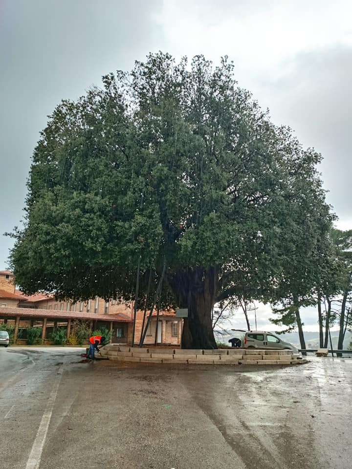 come si presenta ora il leccio secolare di Vico