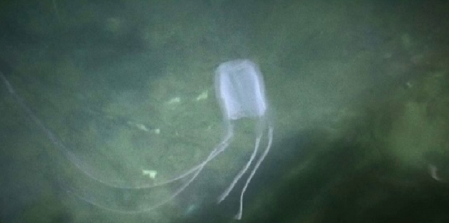 Spiagge del Gargano invase da "cubomeduse" - IlSipontino.net