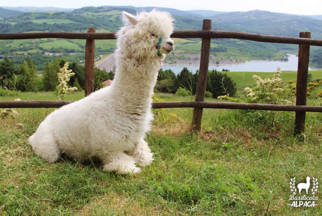 Trekking con gli Alpaca, in Basilicata l'unico allevamento del Sud ...