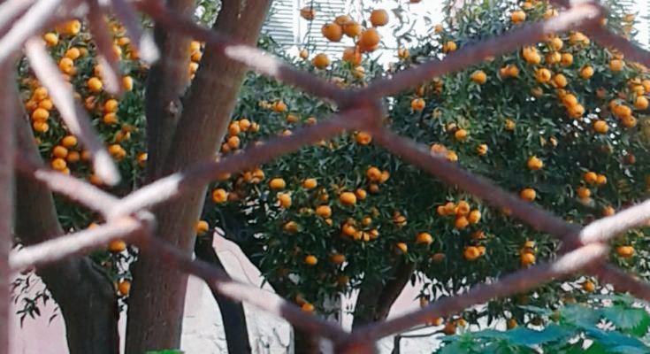 "Quando la vita era un'altra cosa: gli storici agrumeti e una ...