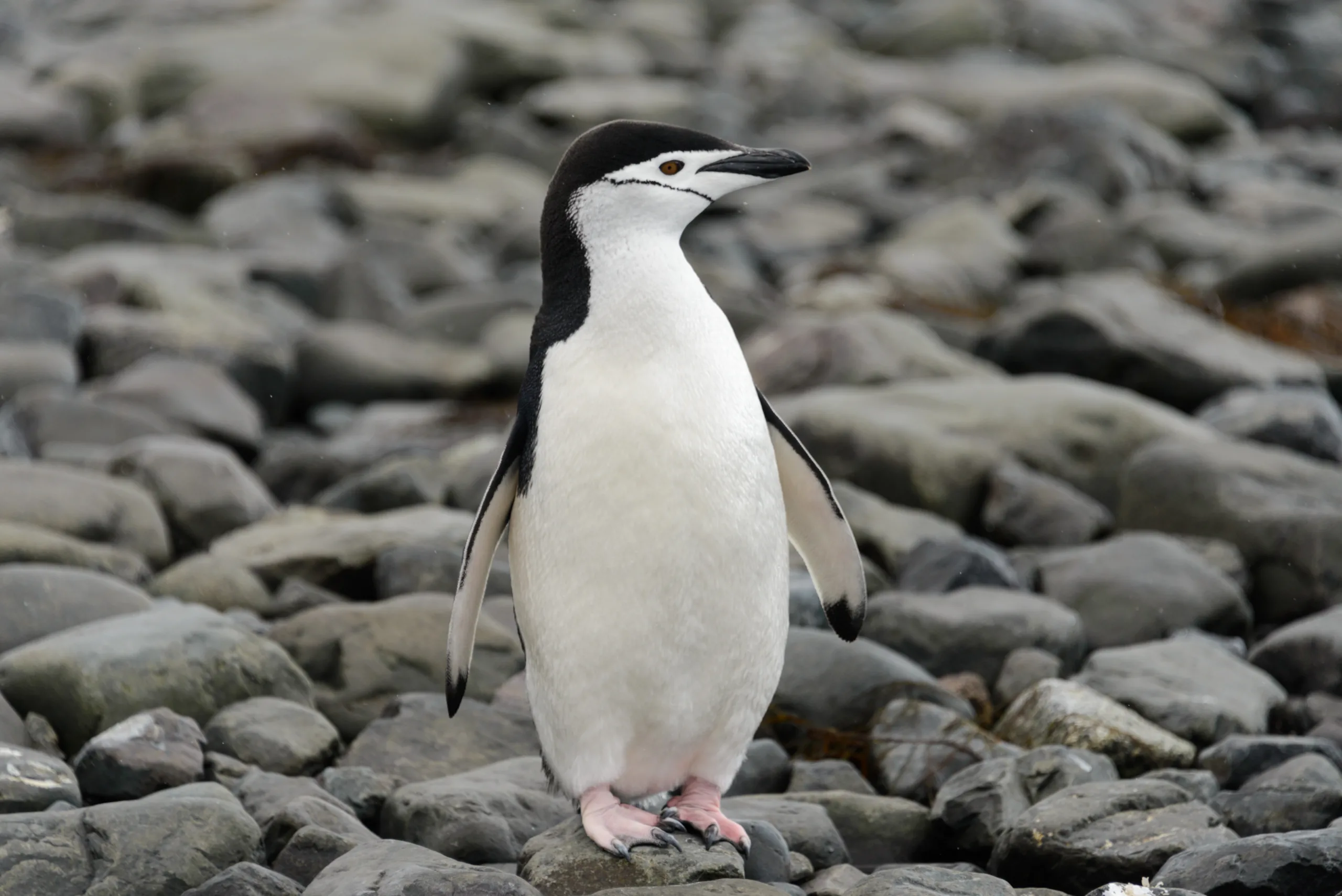 Il pinguino che fa 10.000 pisolini al giorno
