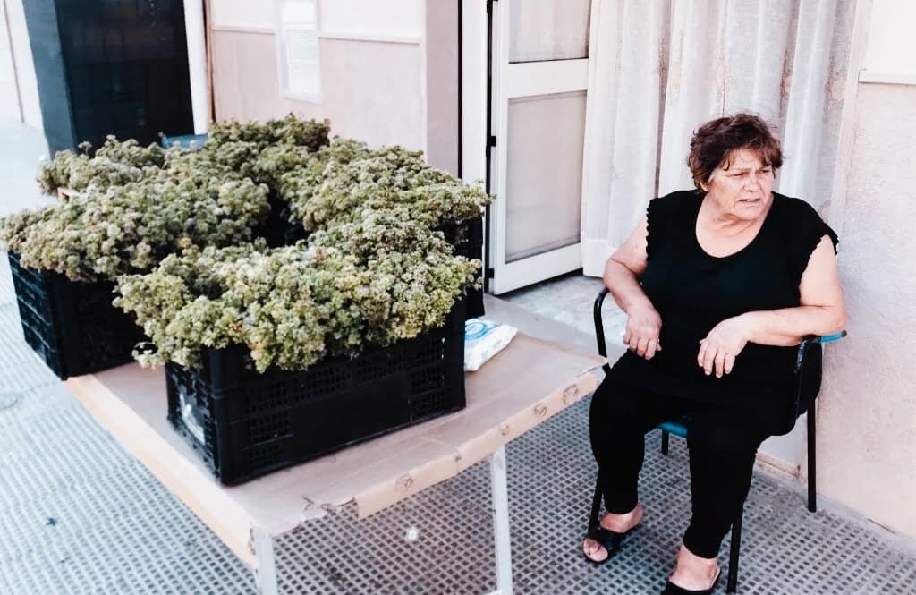 L'origano d’estate della signora Anna Santille Zerulo. Una tradizione ...